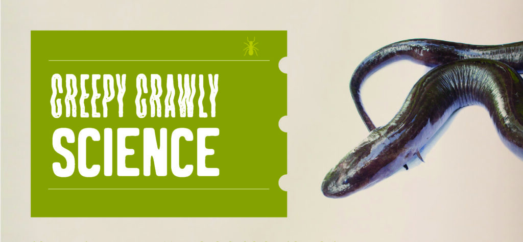 Creepy Crawly Science: Department of Biological Sciences at the Cutting ...